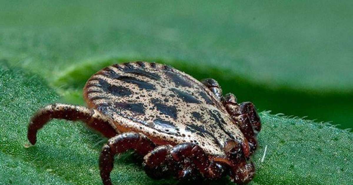 В Латвии распространяется новый вид клещей | Novaja.lv