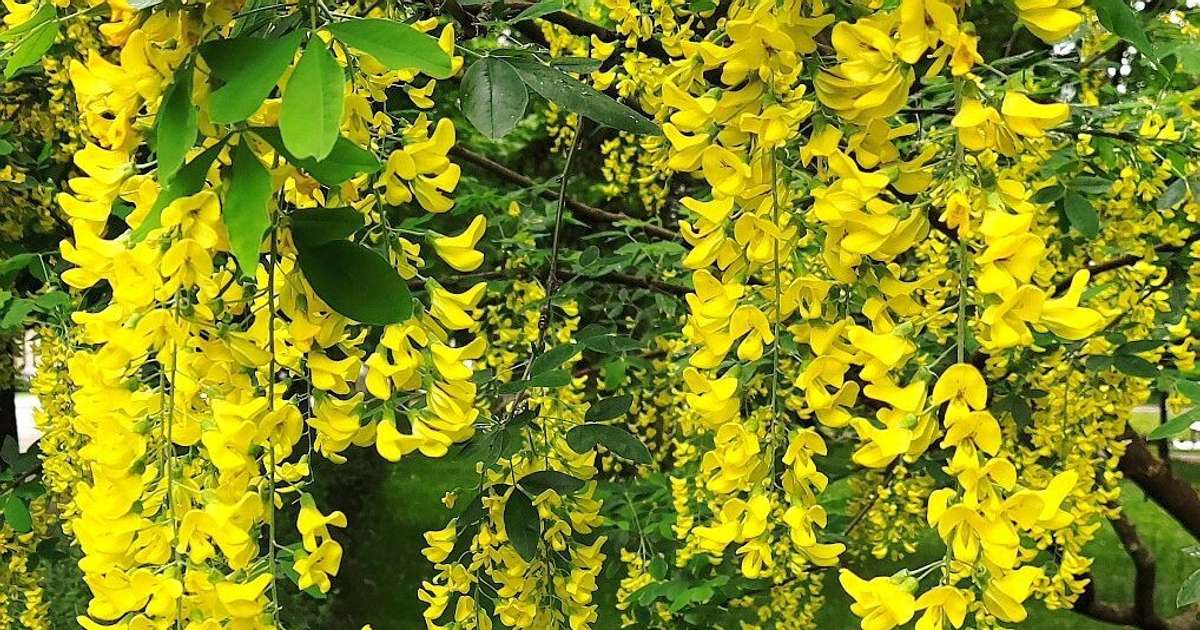 Вторая половина недели – с грозами и ливнями | Novaja.lv