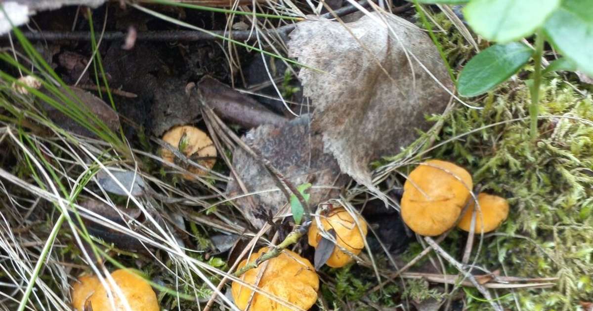 В лесах скоро начнется грибной сезон | Novaja.lv