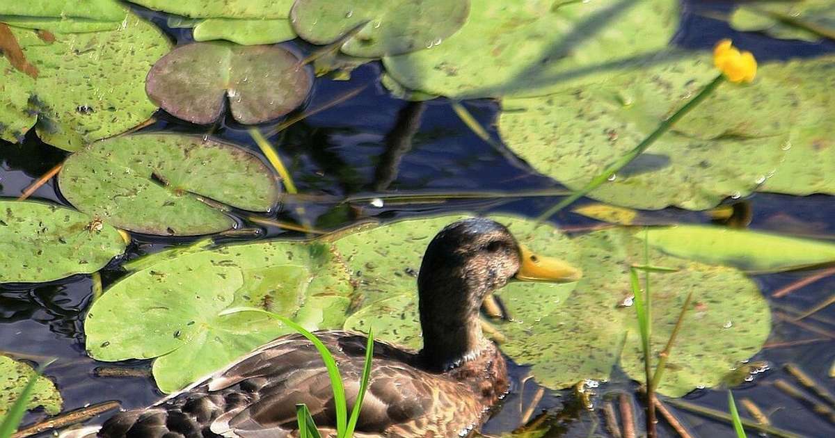 Согрелись? Впереди снова дождливая неделя | Novaja.lv