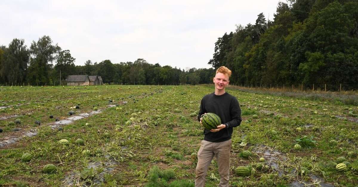 Эмиль — самый молодой арбузовод в Латвии | Novaja.lv